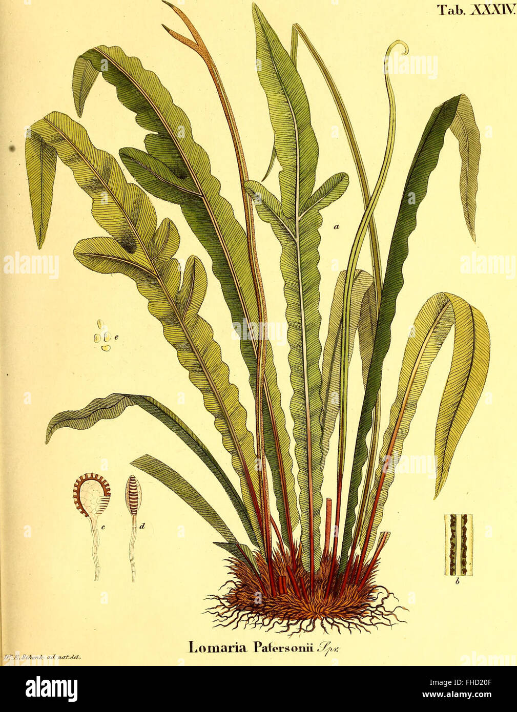 A German botanical work from 1840, featuring detailed color ...