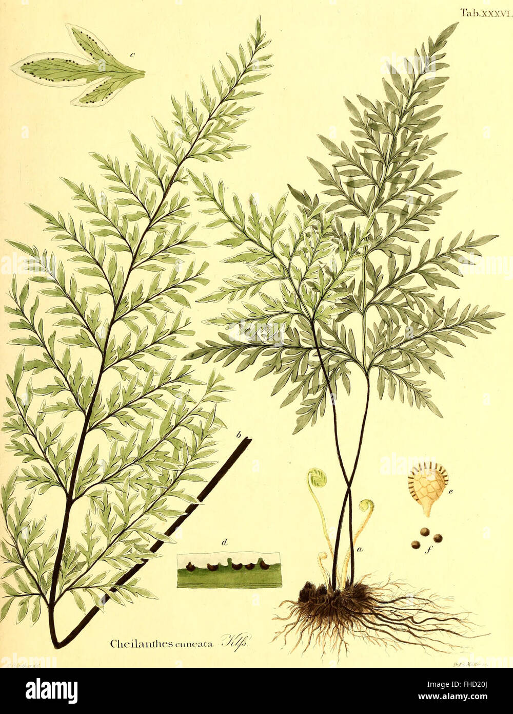 A 1840 German publication featuring colored illustrations of ferns ...