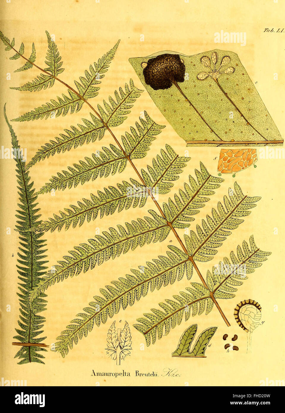 A detailed botanical work from 1840, showcasing ferns in life-like ...