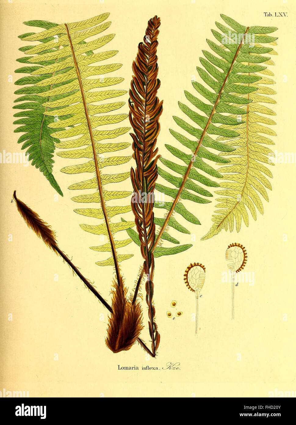 An illustrated botanical work from 1840 focusing on ferns, providing ...