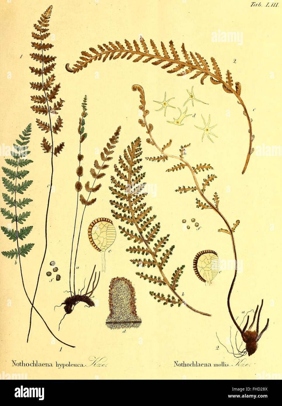 A detailed and accurate illustration and description of ferns ...
