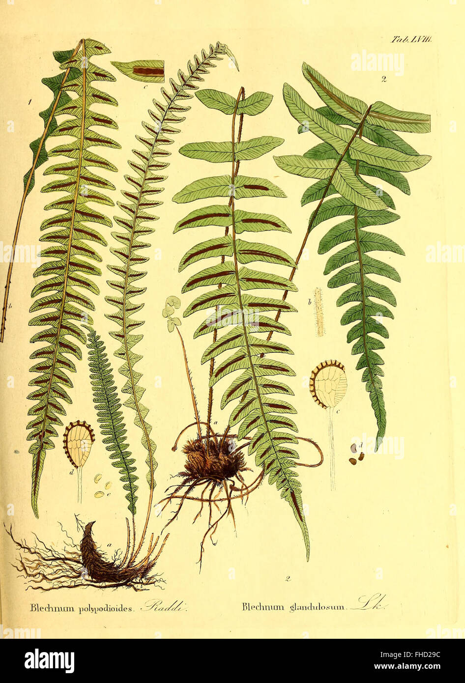 A detailed botanical study from 1840, featuring color illustrations of ...