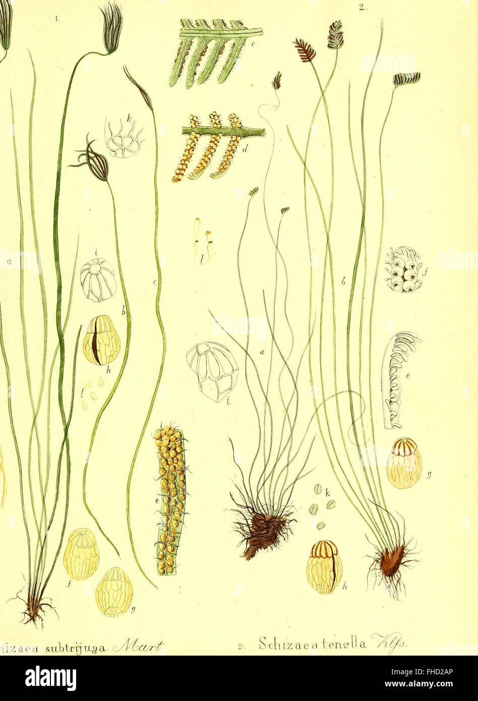 A 1840 botanical work on ferns, providing accurate and detailed ...