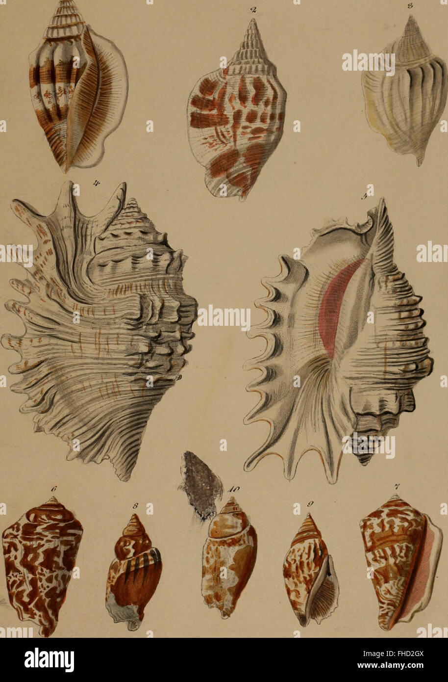 "The Winged Snails (Strombea) - Illustrated with Descriptions from ...