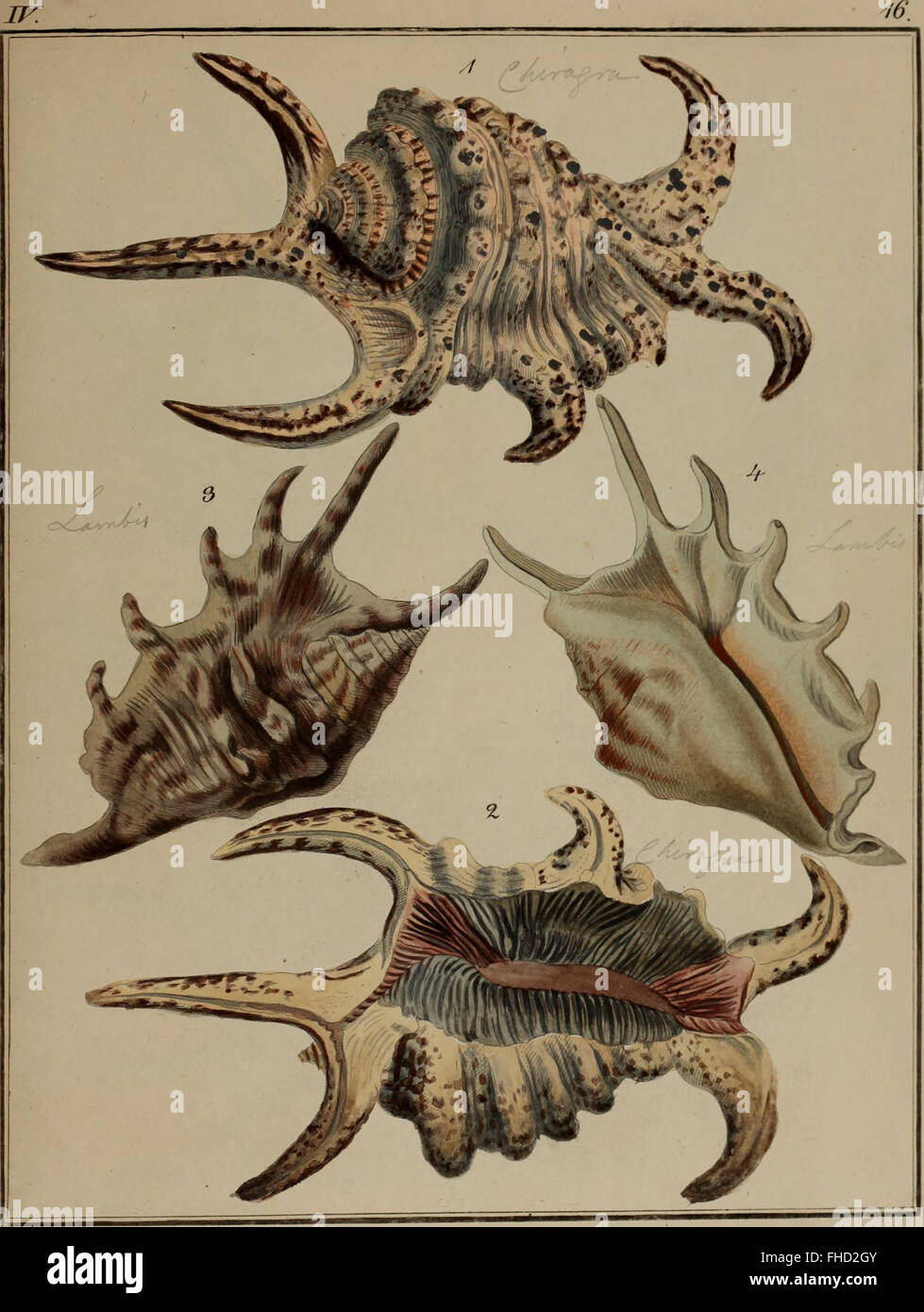 A 1845 work documenting the winged snails (Strombea), with natural ...