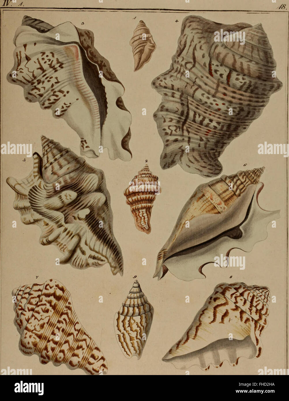 The Winged Snails (Strombea) - Depicted in Illustrations from Nature ...