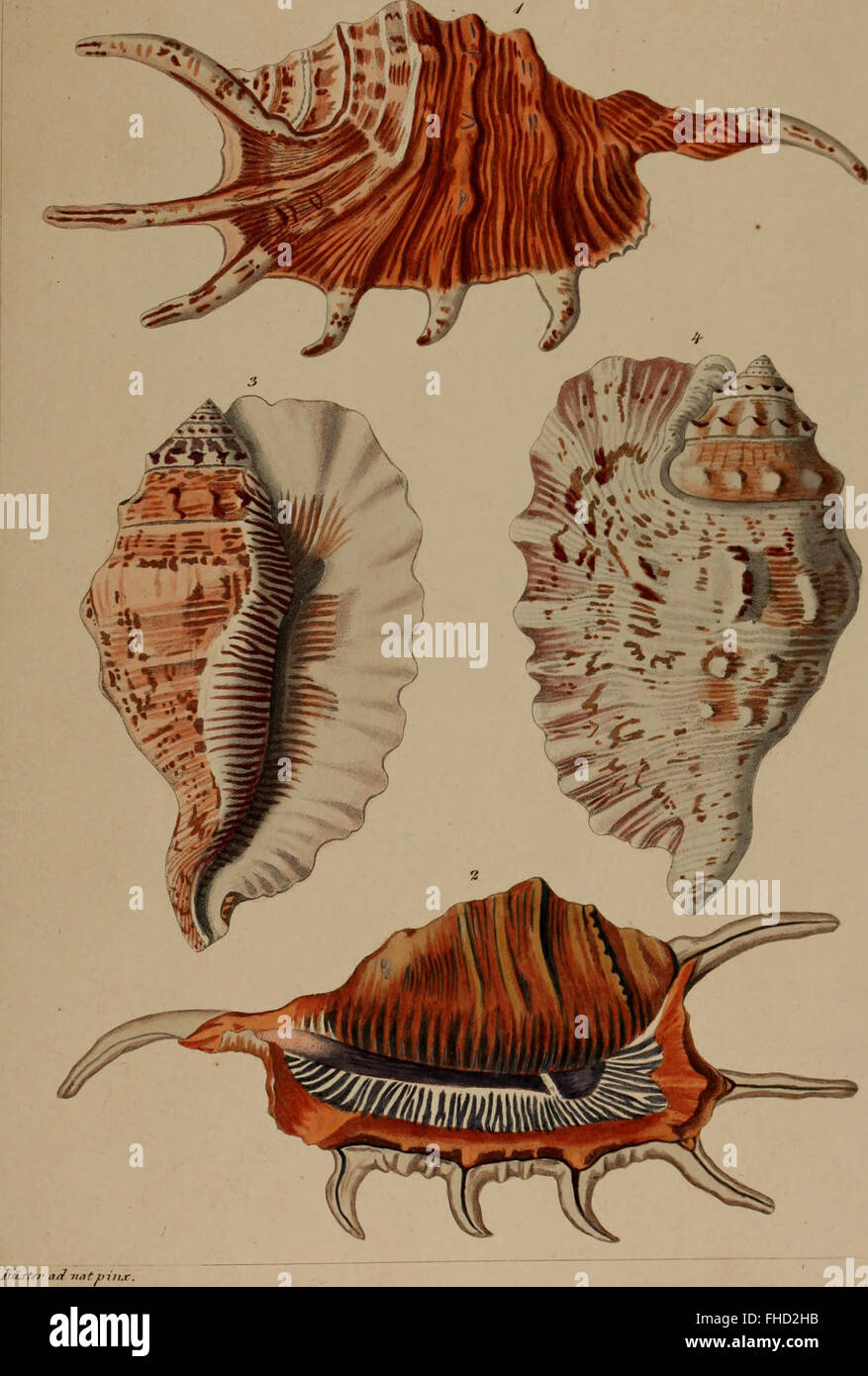 An 1845 work documenting the winged snails (Strombea) with ...