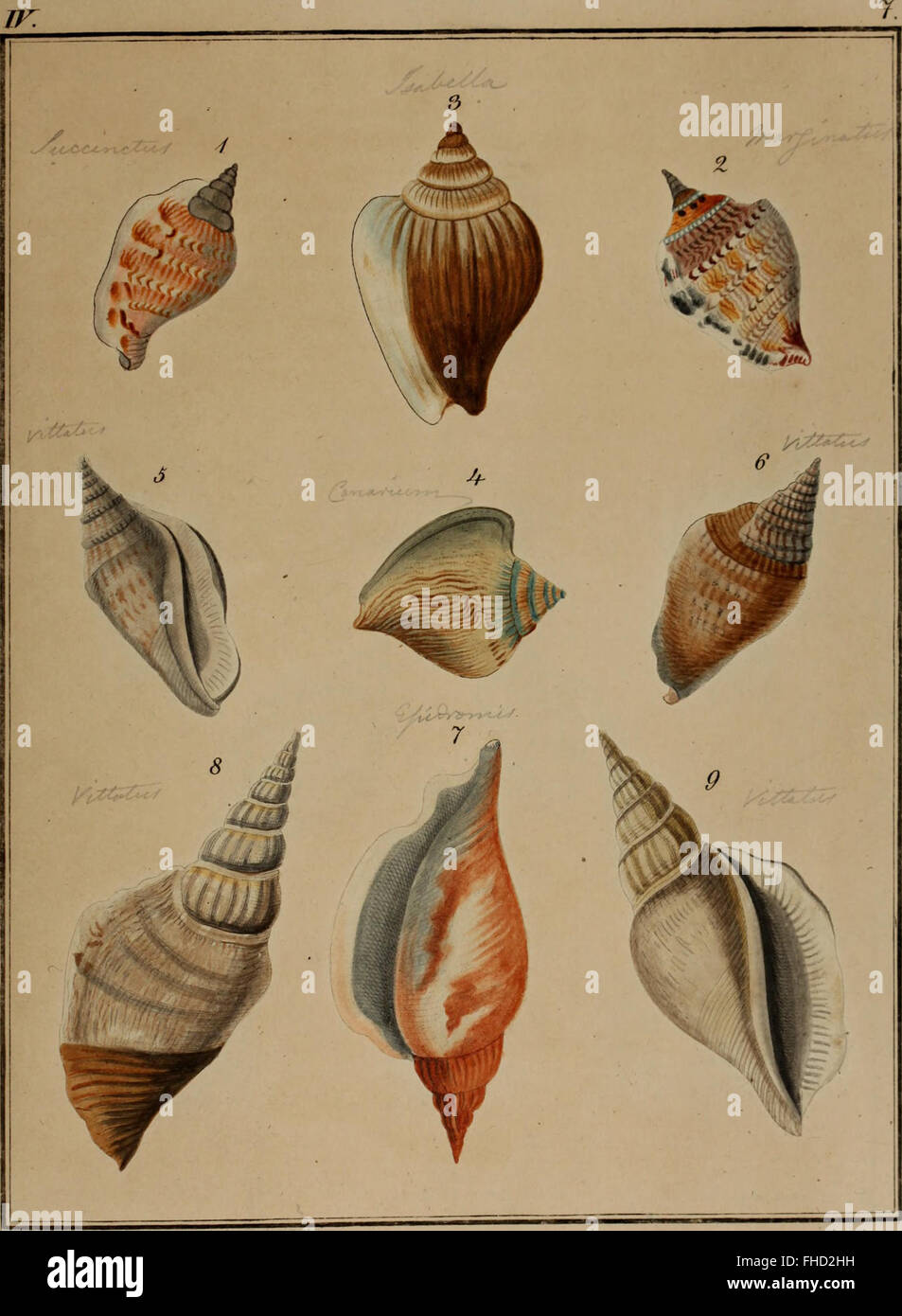 A detailed monograph from 1845 studying wing snails (Strombidae), with ...