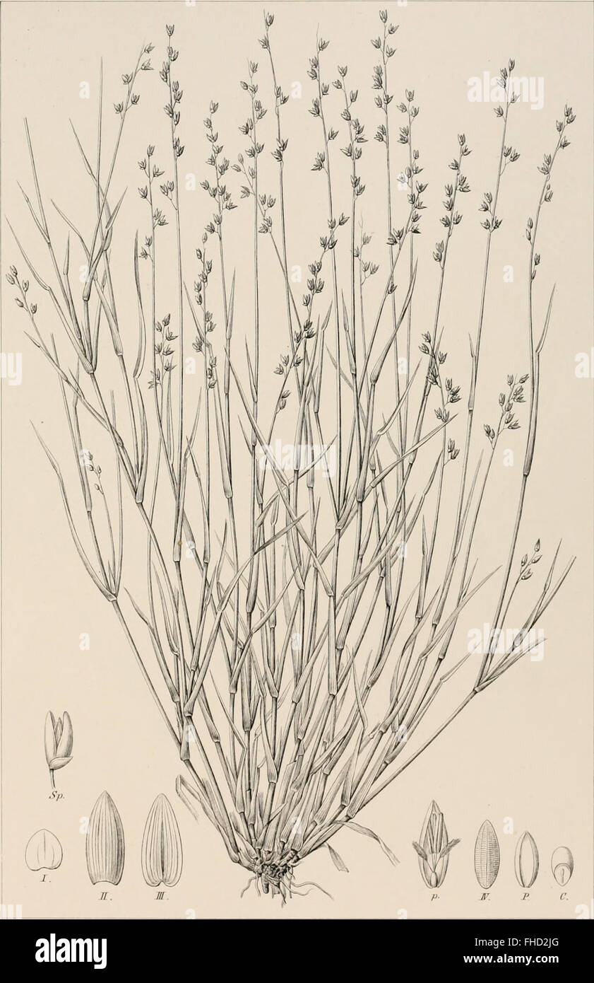 Gazelle map hi-res stock photography and images - Alamy