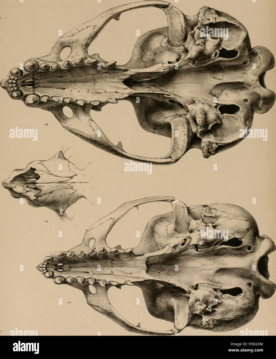 Gazelle map hi-res stock photography and images - Alamy