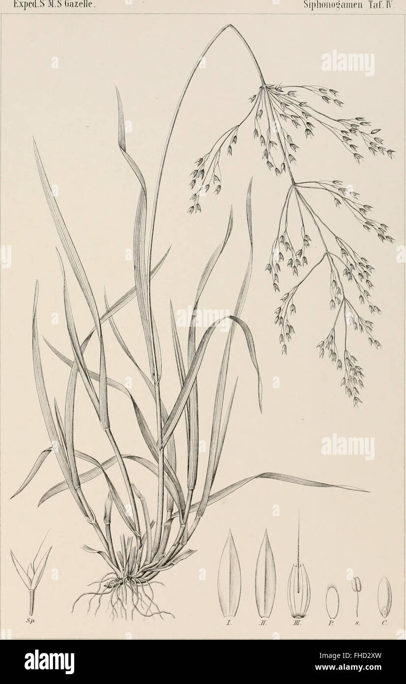 Gazelle map hi-res stock photography and images - Alamy