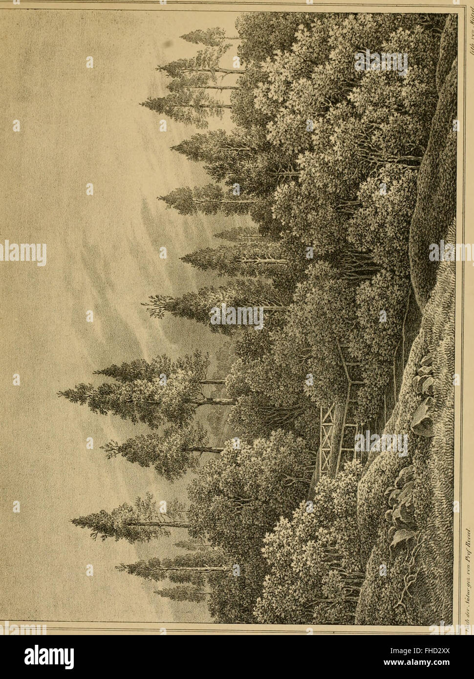 A systematic work on forest insects, illustrating and describing ...