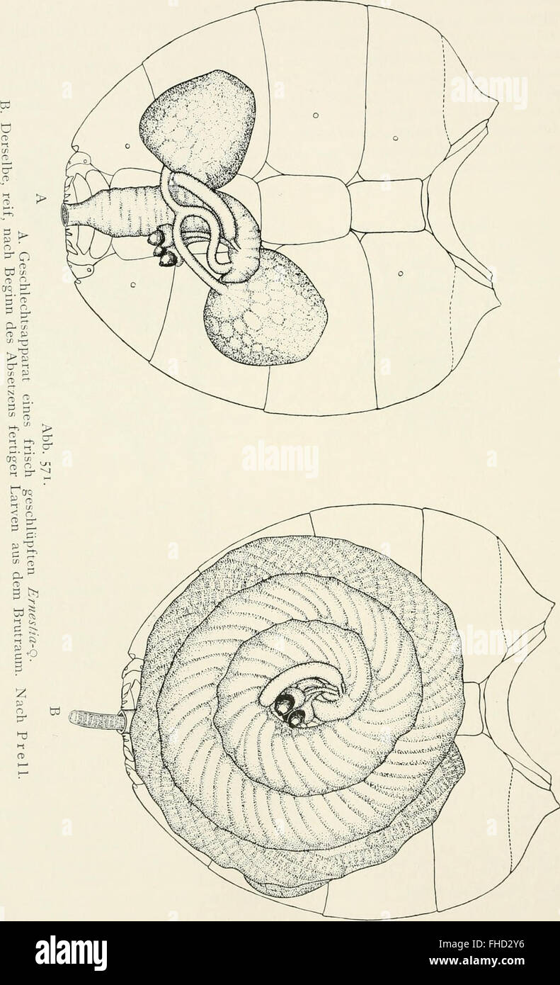 A German handbook from 1914 detailing the forest insects of Central ...