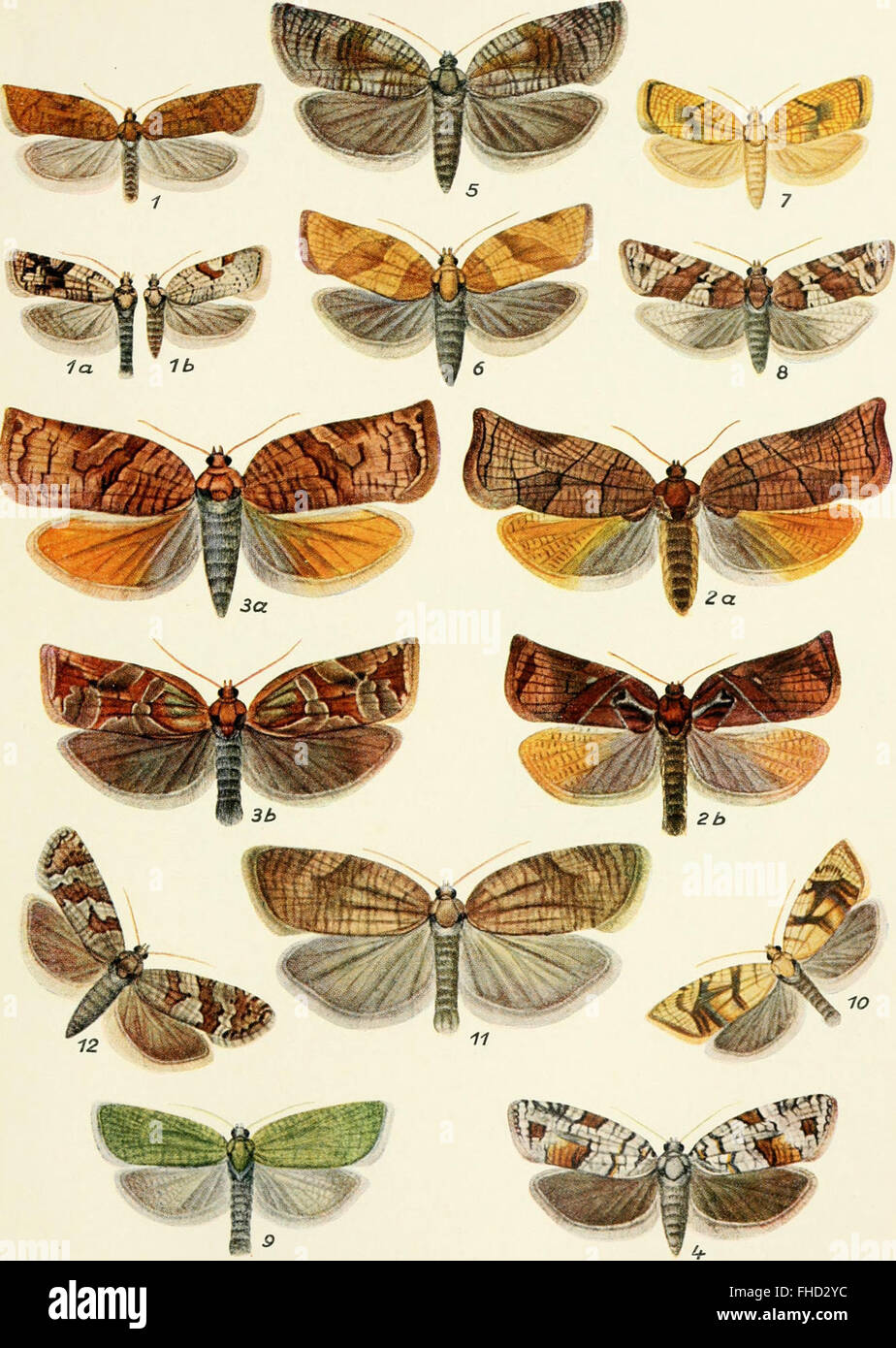 A 1914 German manual on forest insects in Central Europe, offering a ...