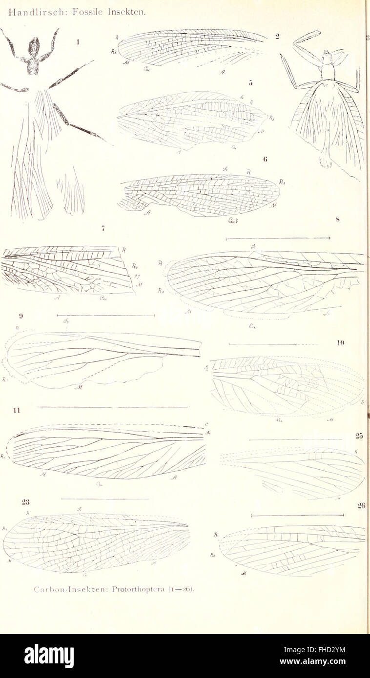 Fossil insects, insect evolution, 1908, entomology, phylogeny ...