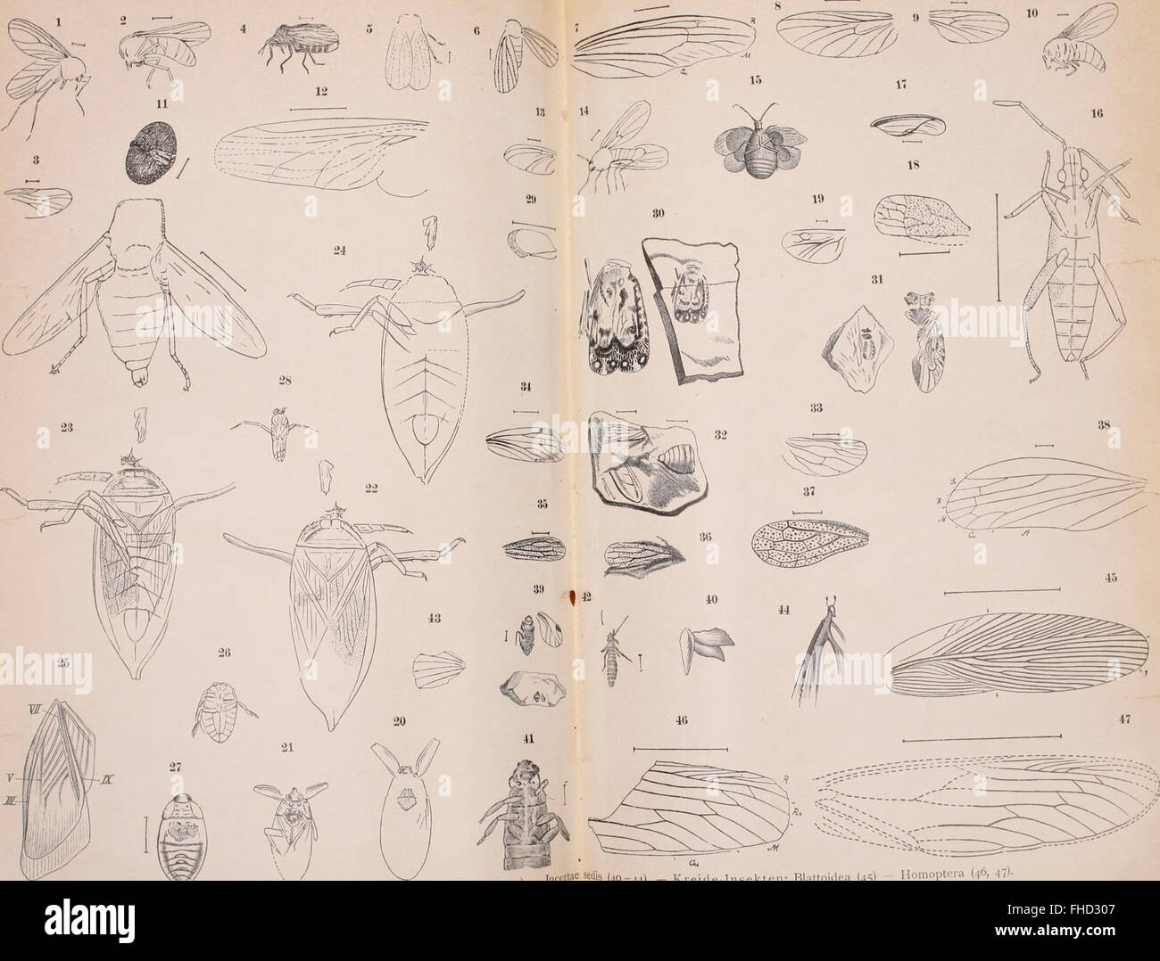 A detailed exploration of fossilized insects and their evolutionary ...