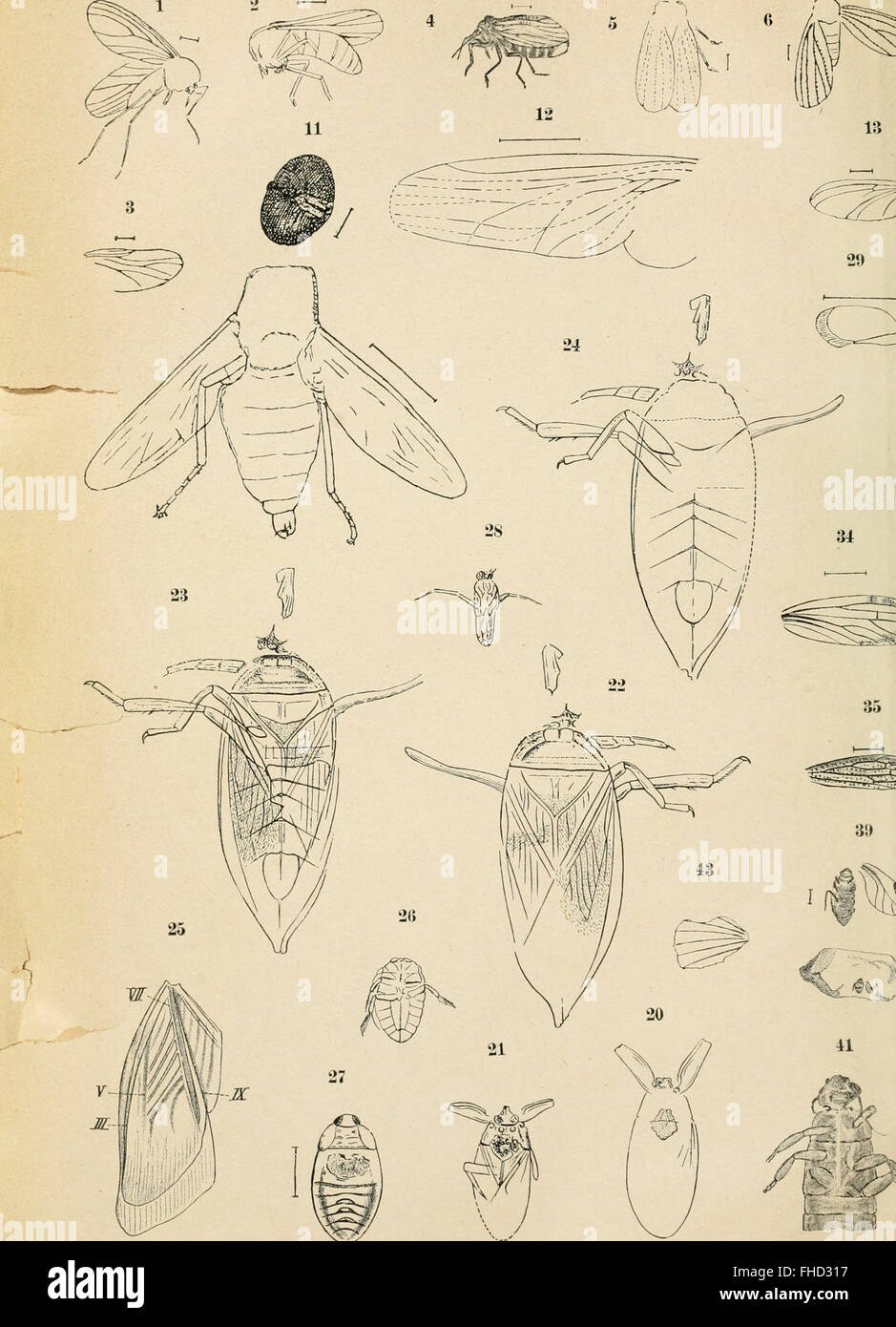 Fossil Insects and the Phylogeny of Extant Forms: A Handbook for ...