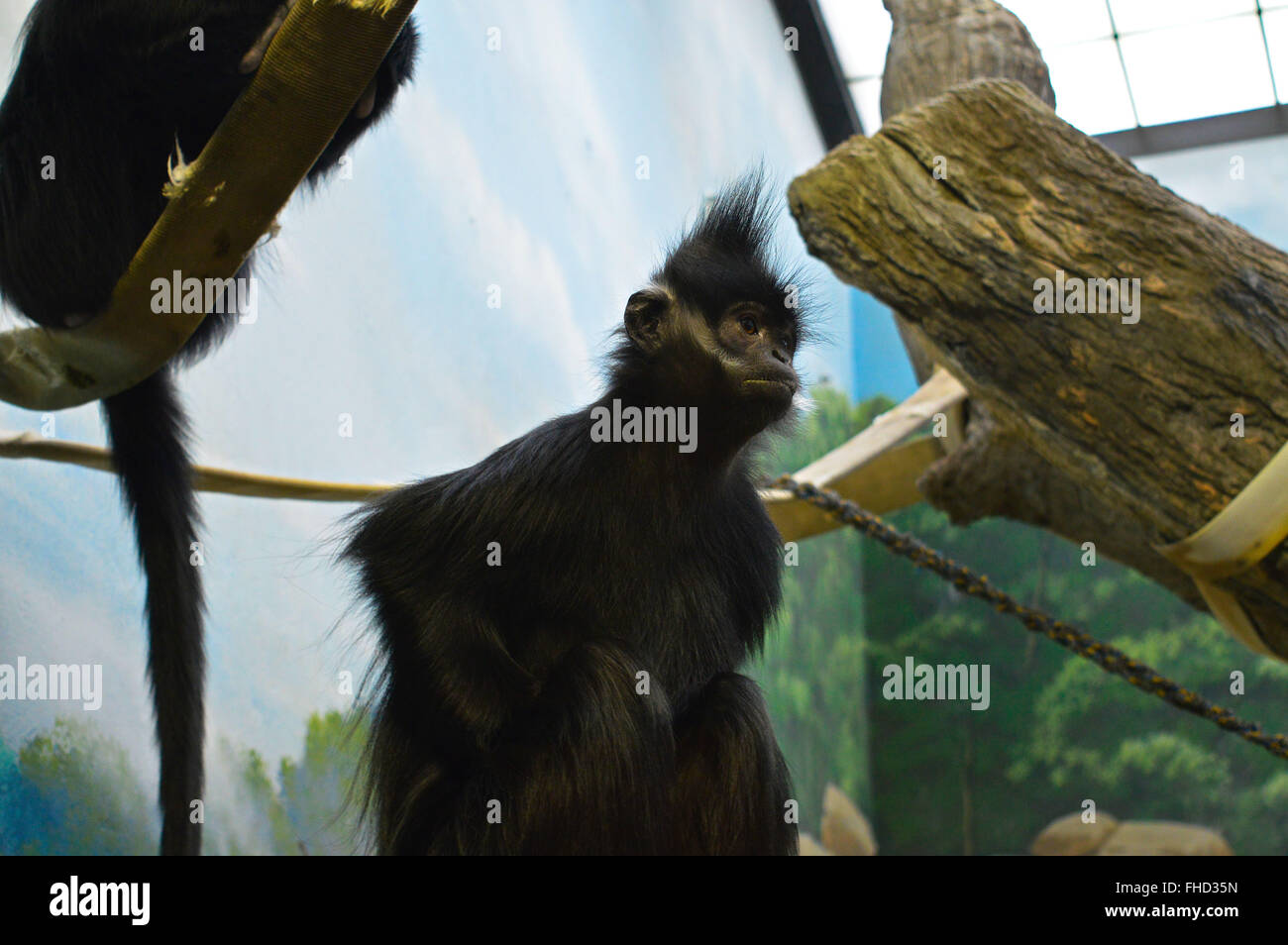 Monkey waiting hi-res stock photography and images - Alamy