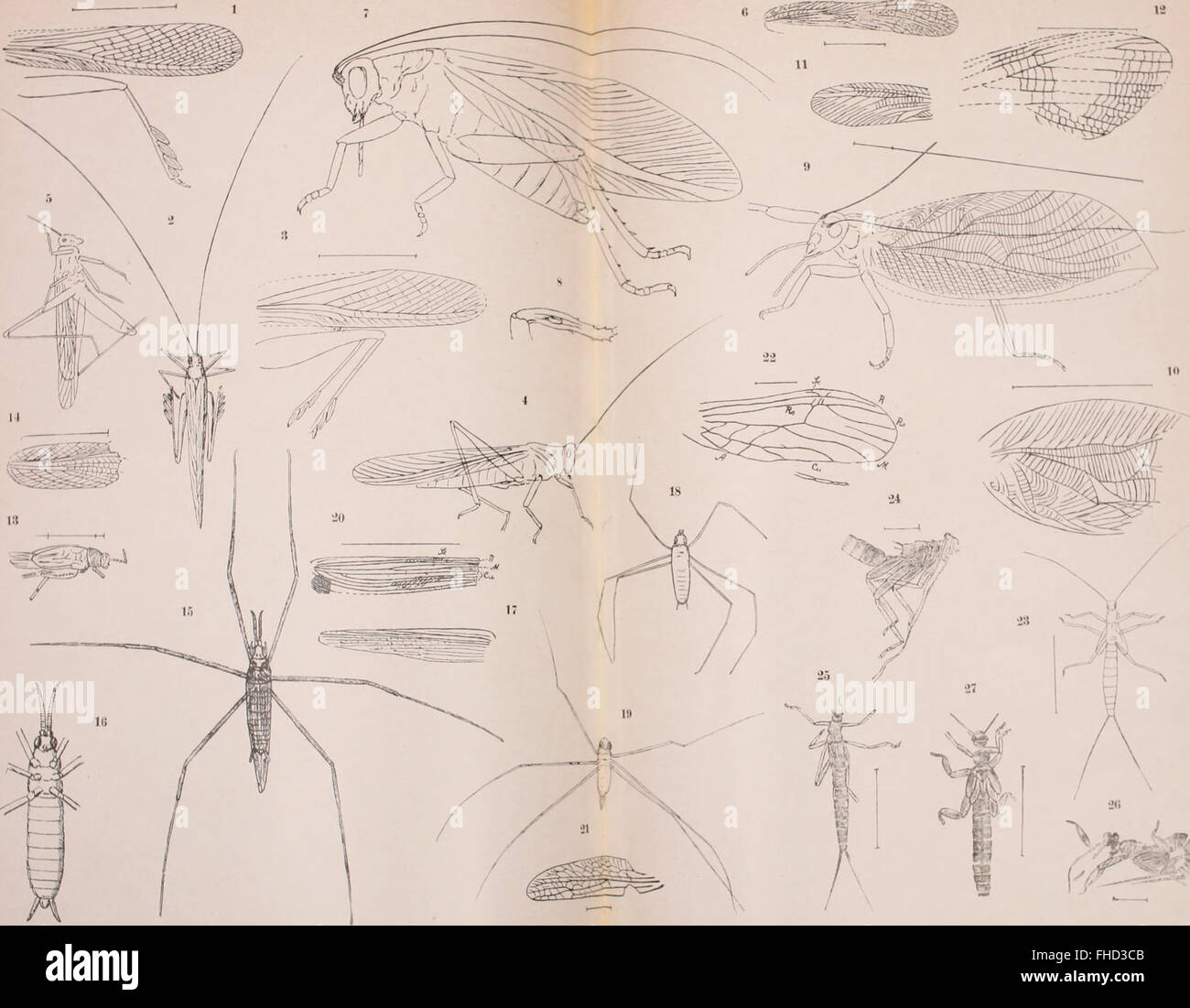 A detailed study on fossil insects and the phylogeny (evolutionary ...