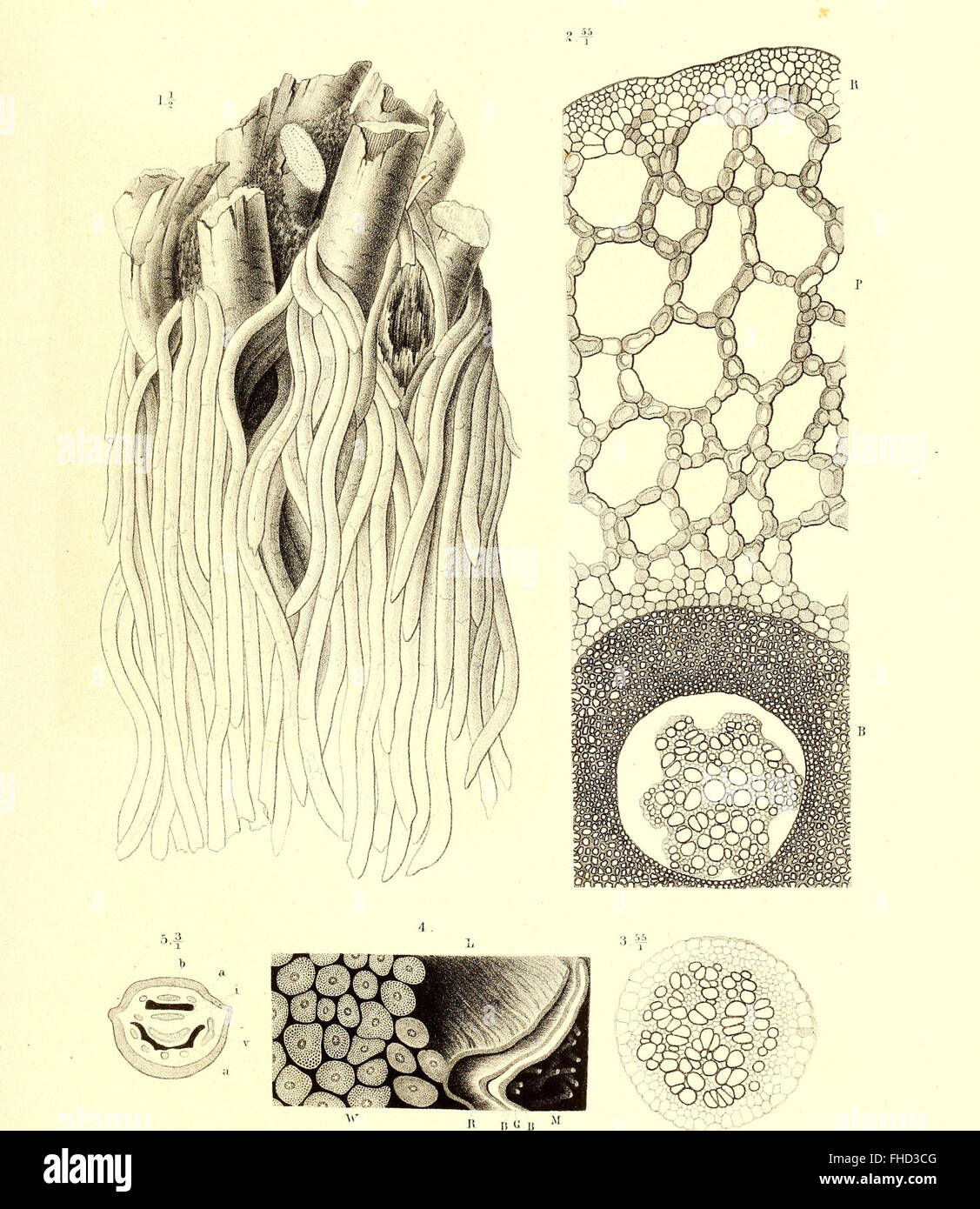 A scientific work from 1864 detailing the fossilized plants of the ...