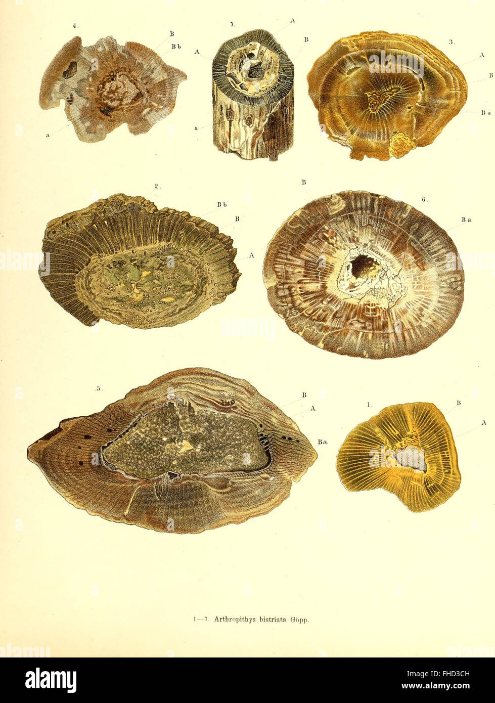 The Fossil Flora of the Permian Formation (1864): This work presents a ...