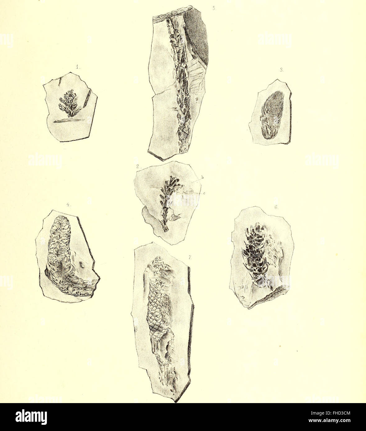 The fossil flora of the Permian formation, a study published in 1864 ...