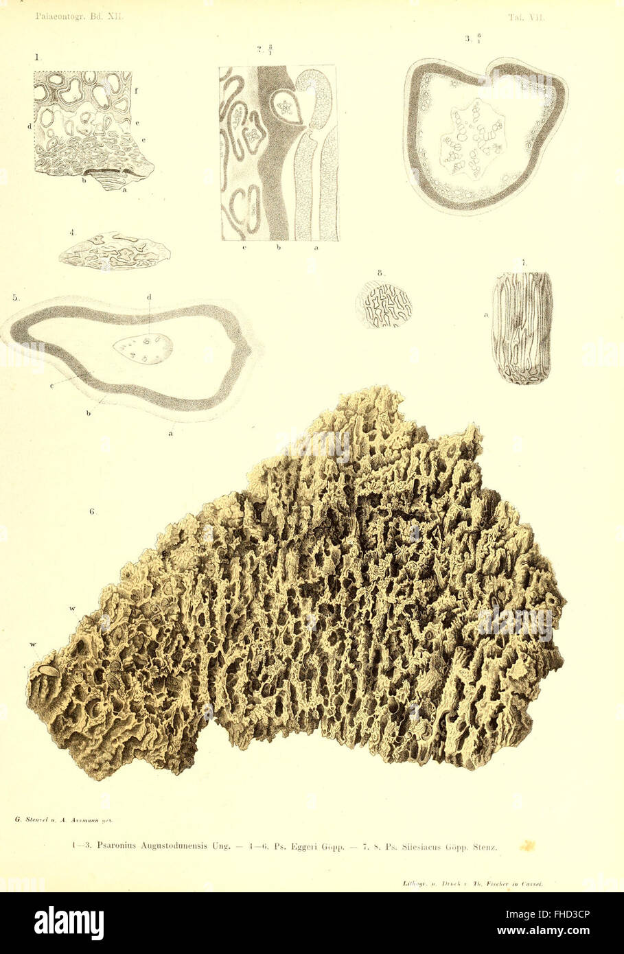 A scientific study of the fossilized flora of the Permian period ...