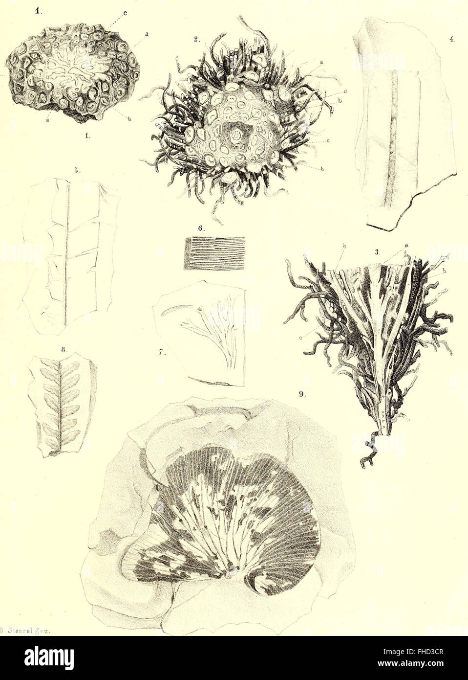A 1864 study on the fossil flora of the Permian Formation, examining ...
