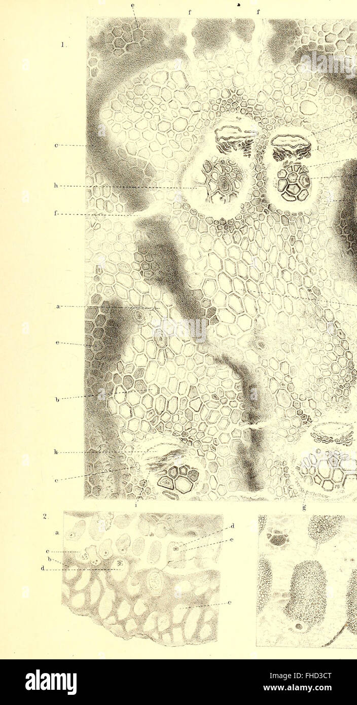 A 1864 work detailing the fossilized plants of the Permian Formation ...
