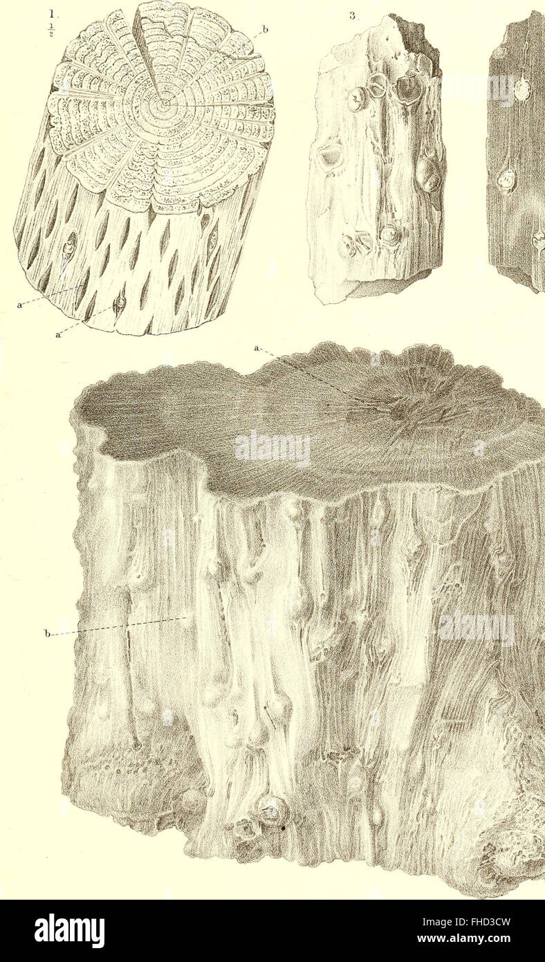 Die fossile Flora der Permischen Formation, a 1864 study of the ...