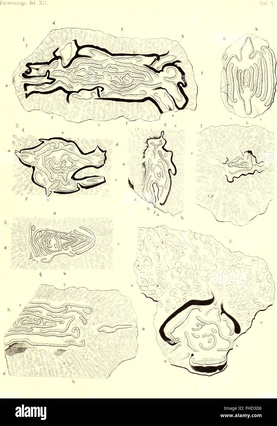 An 1864 study of the fossil flora from the Permian Formation, examining ...