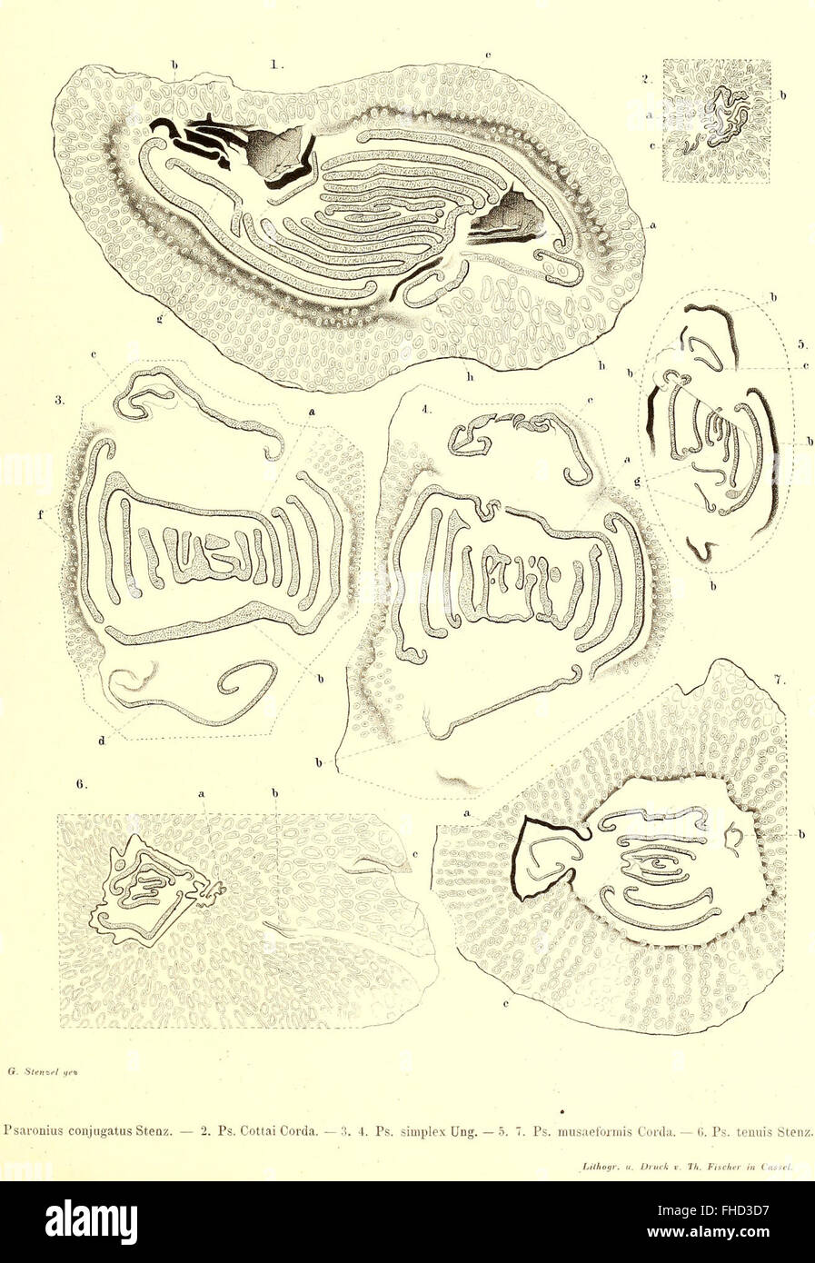 The fossil flora of the Permian formation, detailing plant species from ...