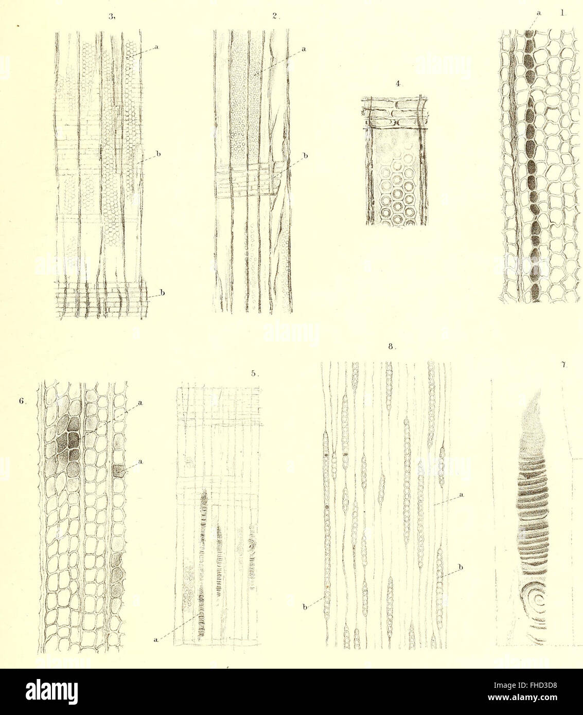 Die fossile Flora der Permischen Formation (1864), a paleobotanical ...
