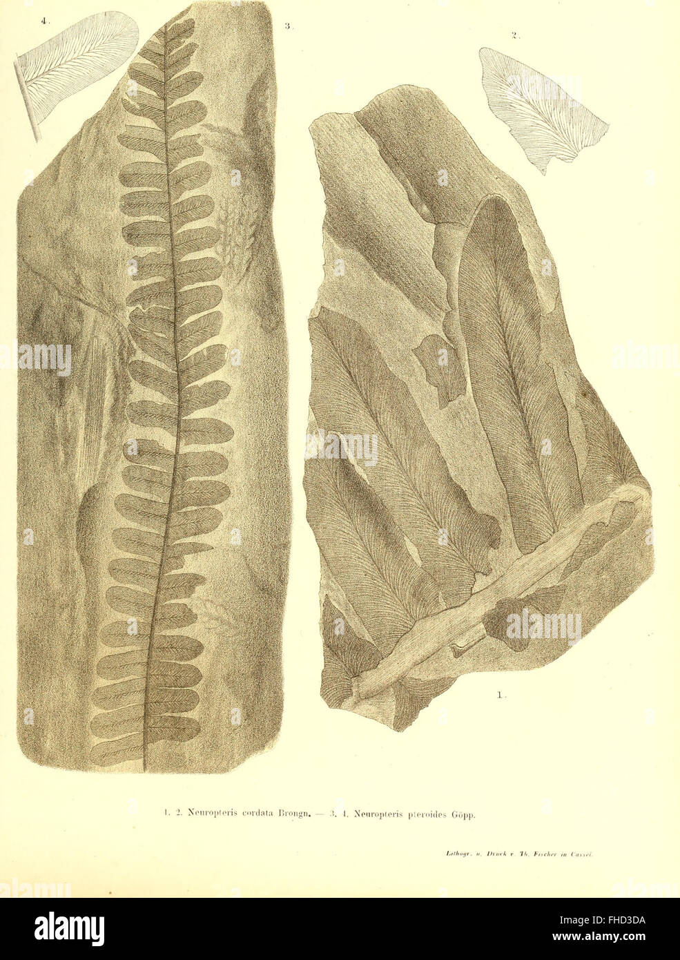 A 1864 study on the fossil flora of the Permian formation, documenting ...