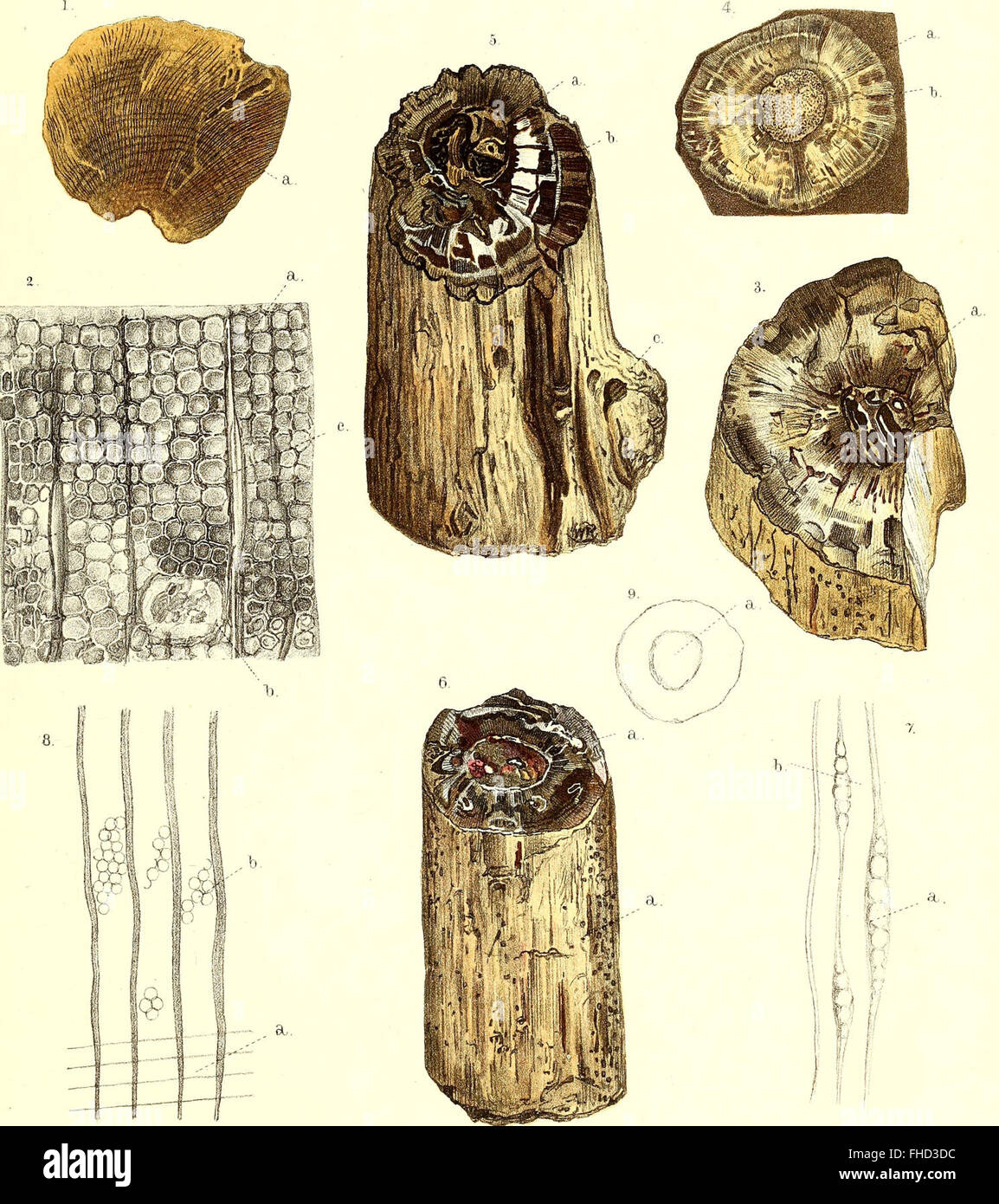 A 1864 work on the fossil flora of the Permian formation, documenting ...