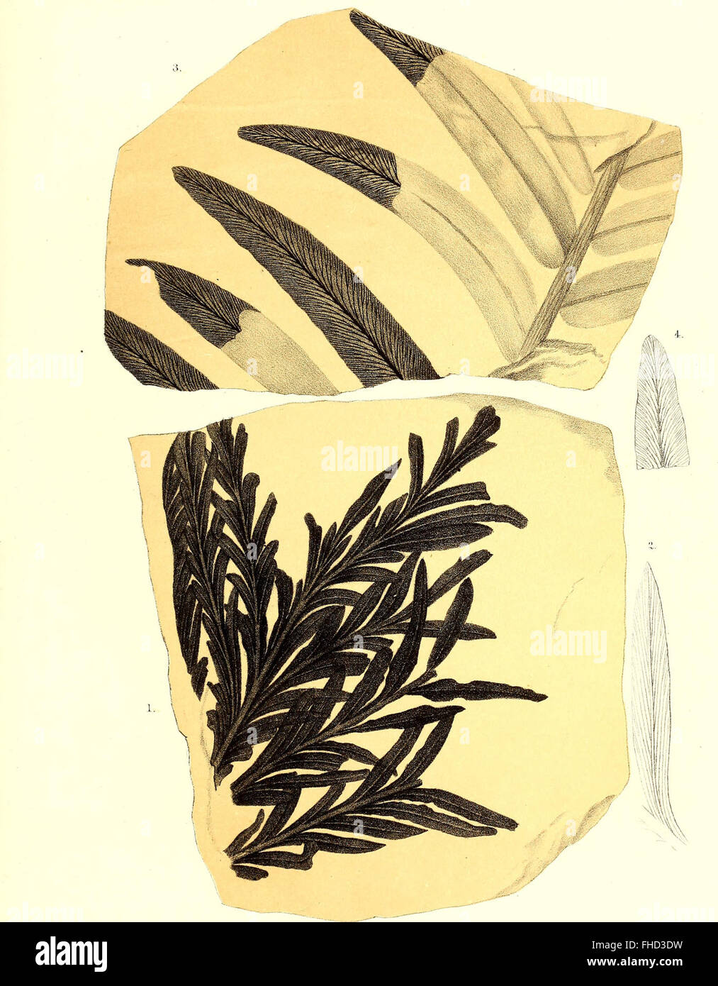 The fossil flora of the Permian Formation, a groundbreaking study on ...
