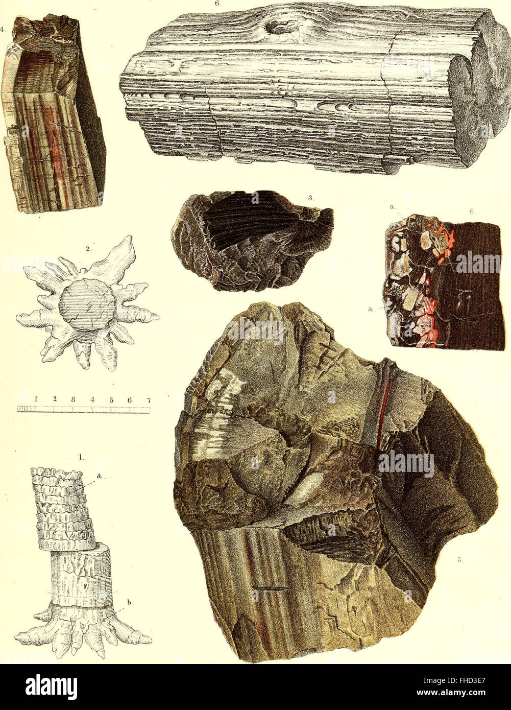 A 1864 study on the fossil flora of the Permian period, exploring plant ...
