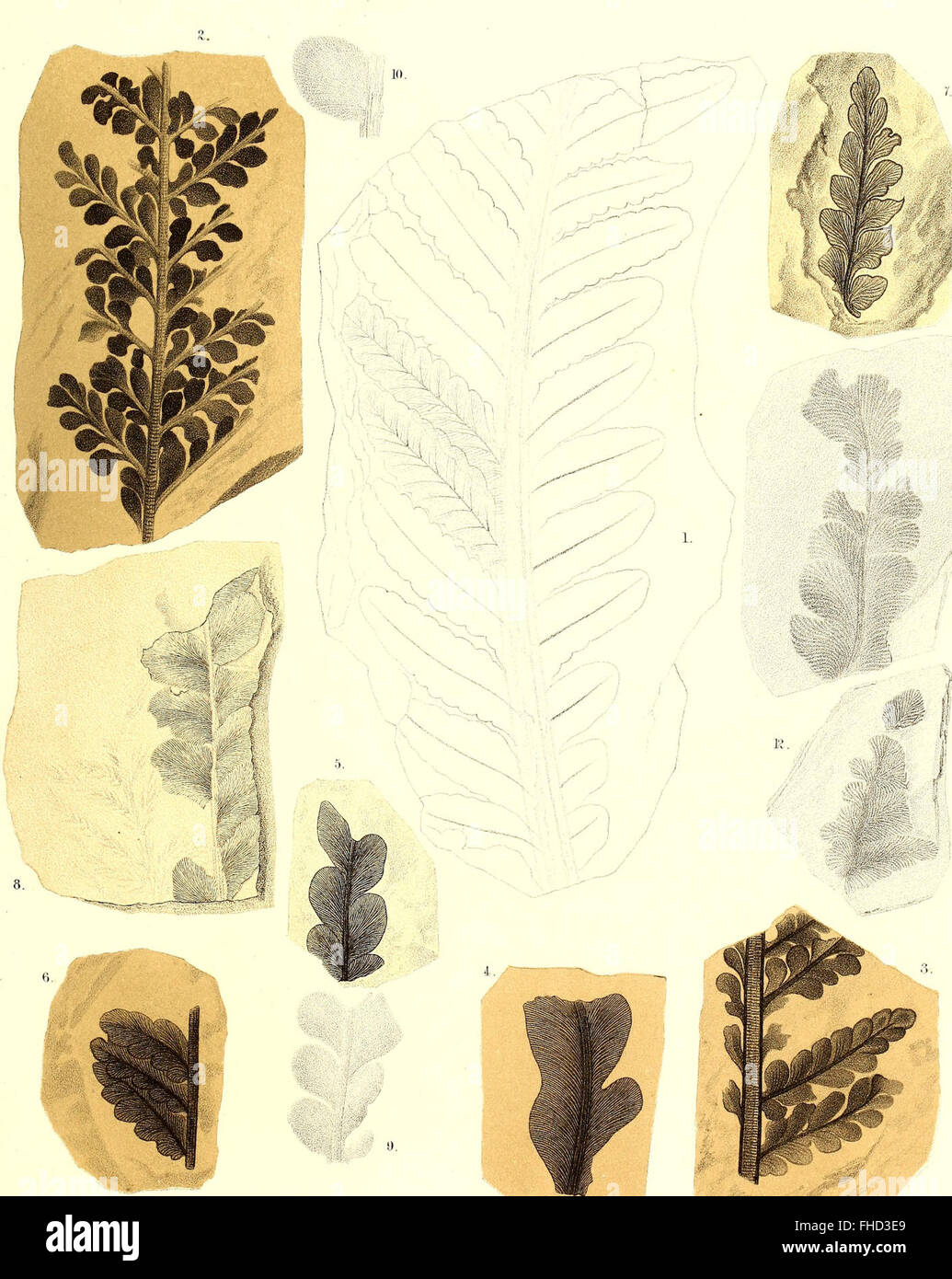 Die fossile Flora der Permischen Formation (1864 Stock Photo - Alamy