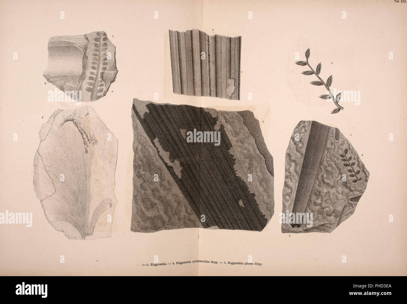 The fossilized flora of the Permian Formation, focusing on the plant ...