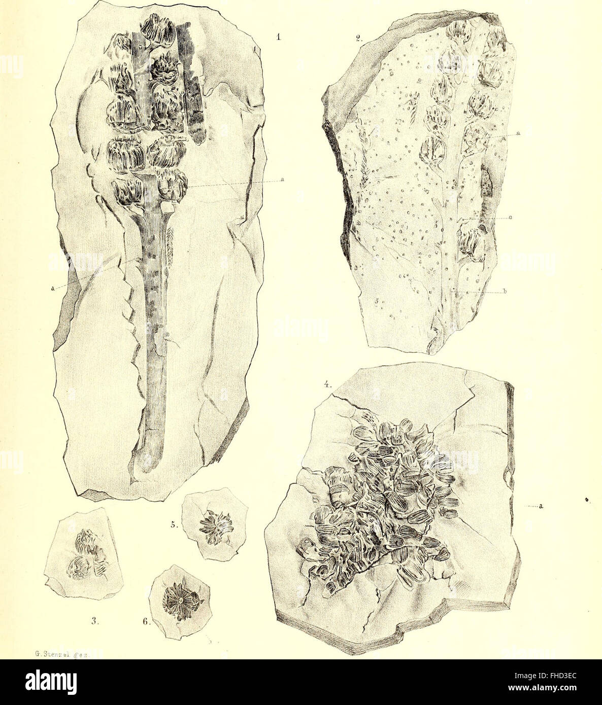 A 1864 study of the fossilized plants from the Permian period ...