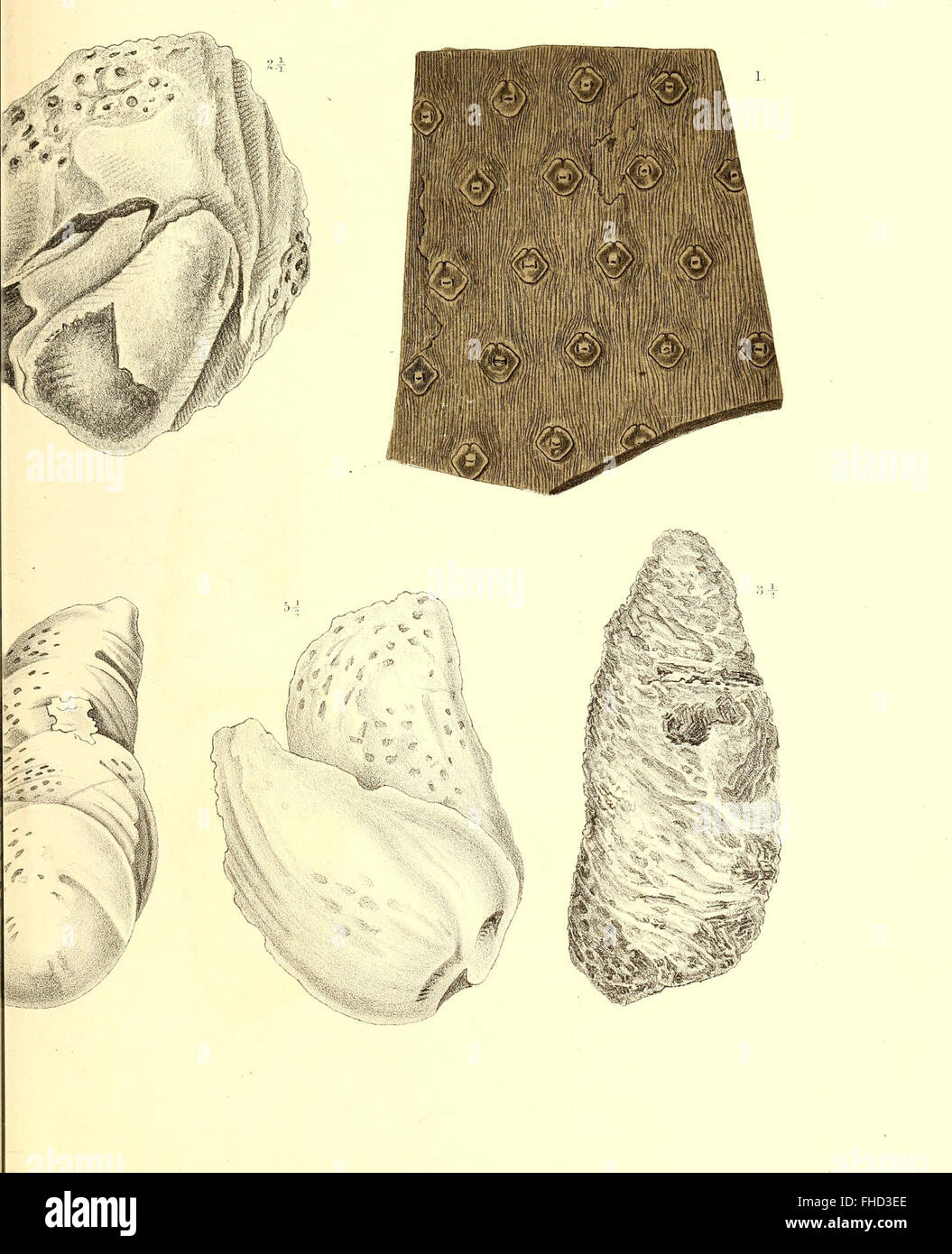 A 1864 work exploring the fossil flora of the Permian period, examining ...