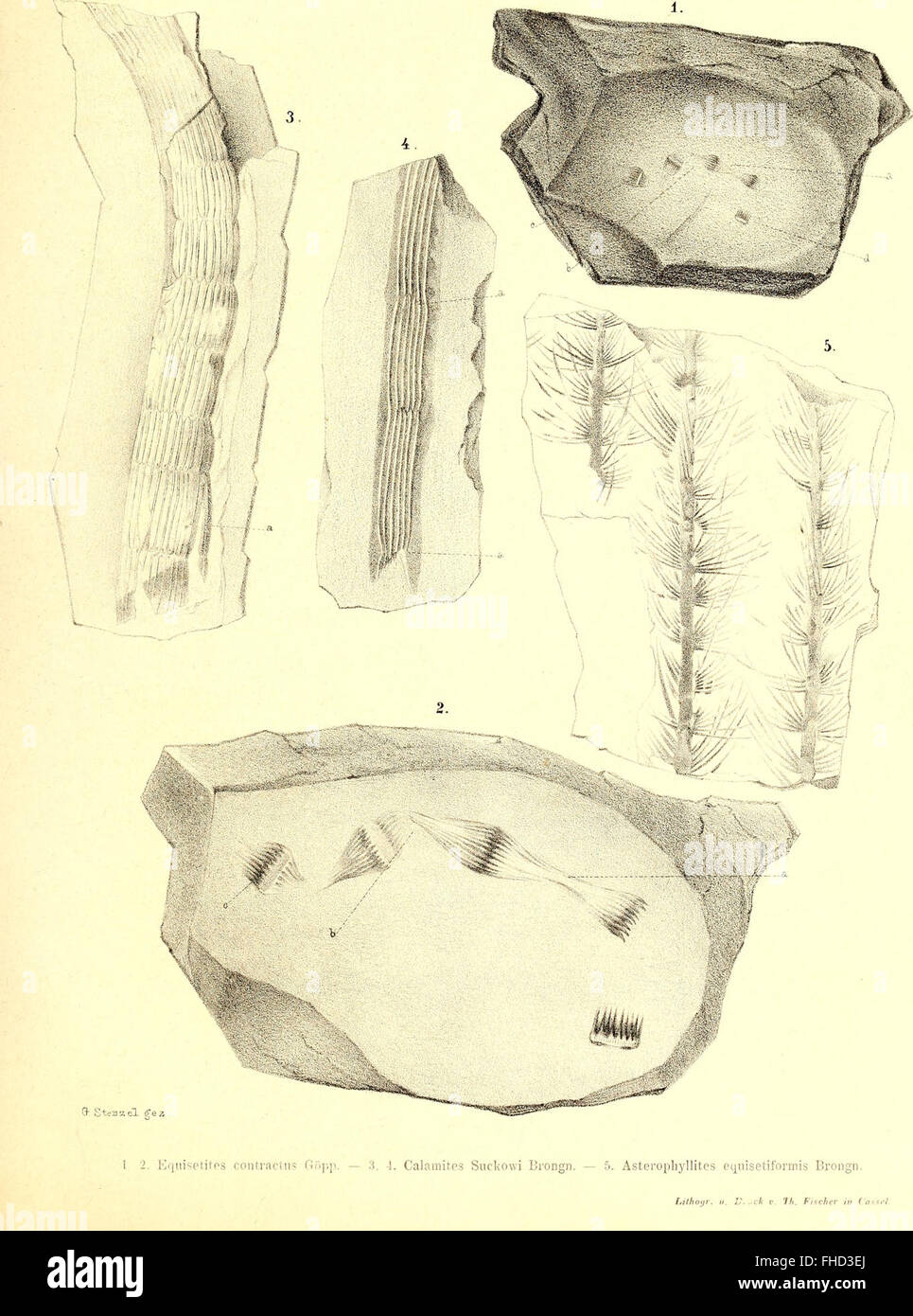 A 1864 work on the fossil flora of the Permian formation, offering ...