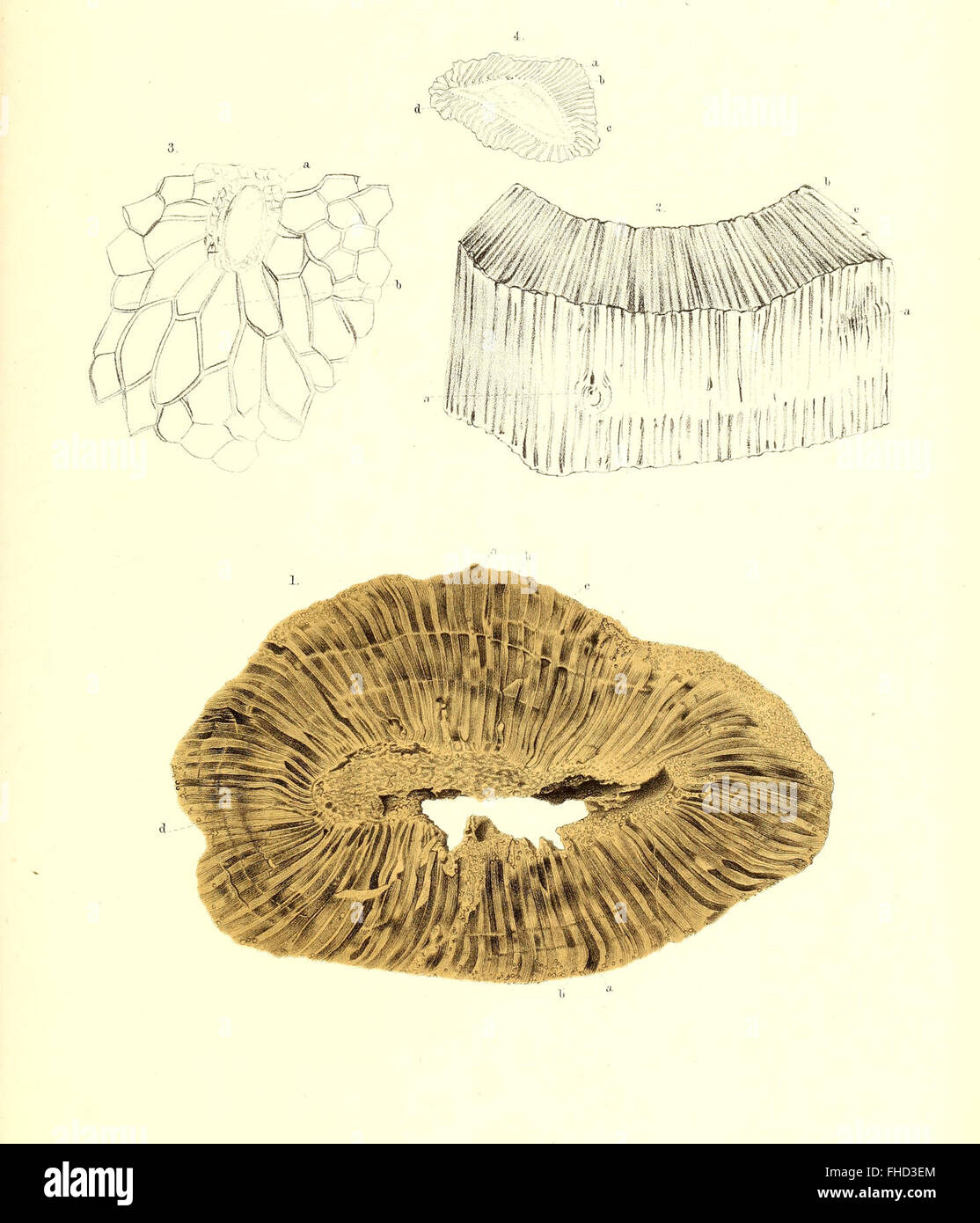 A 1864 study of the fossil flora from the Permian formation ...