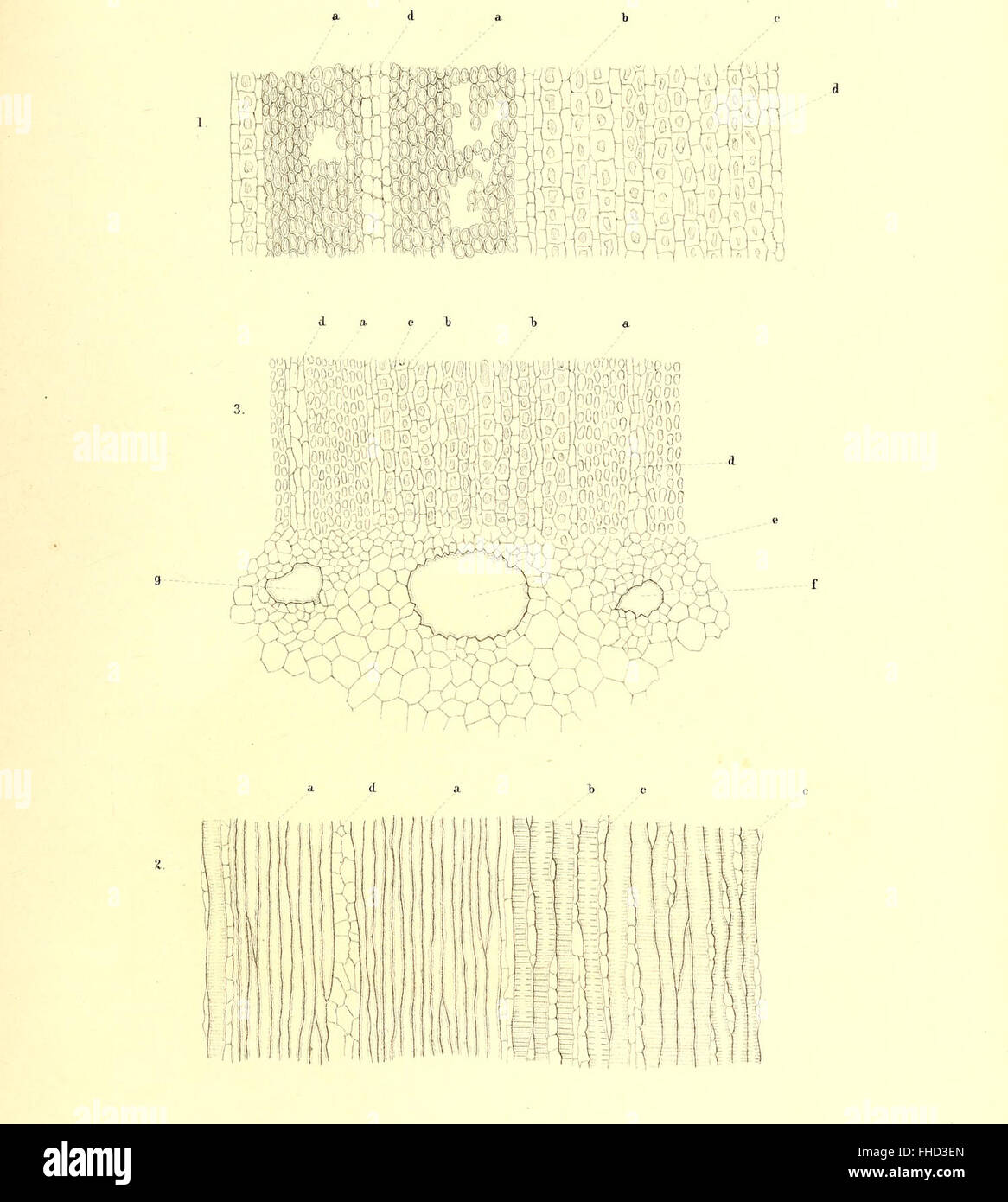 An 1864 work exploring the fossil flora of the Permian formation ...