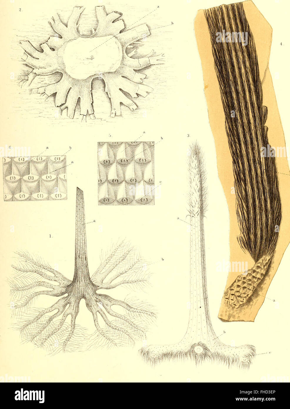 A 1864 work detailing the fossilized flora of the Permian formation ...