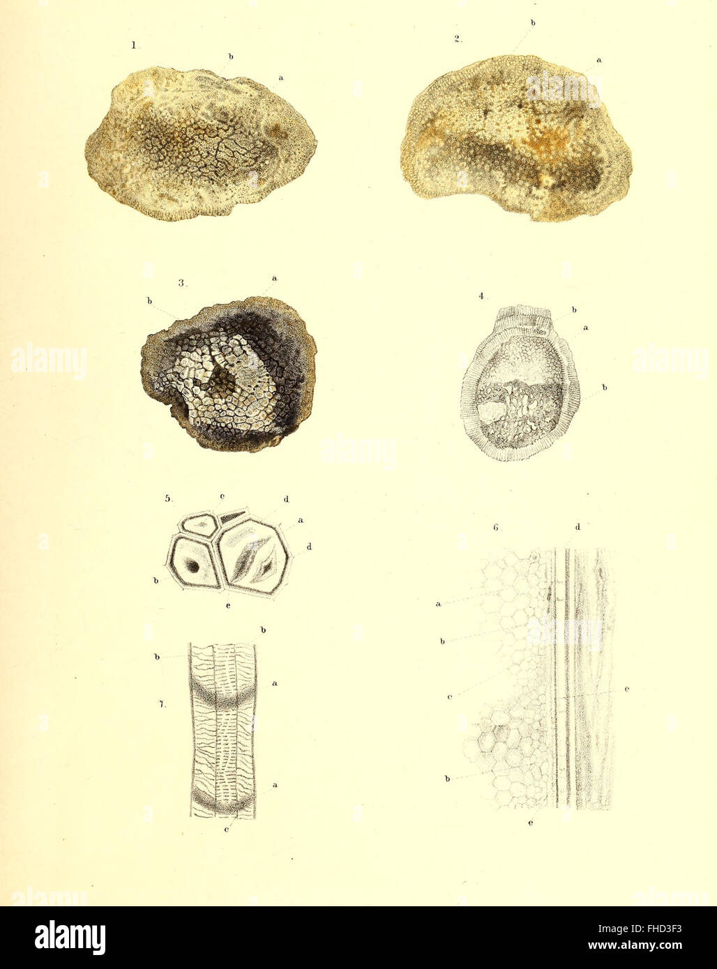 The fossil flora of the Permian Formation, a 1864 study detailing plant ...