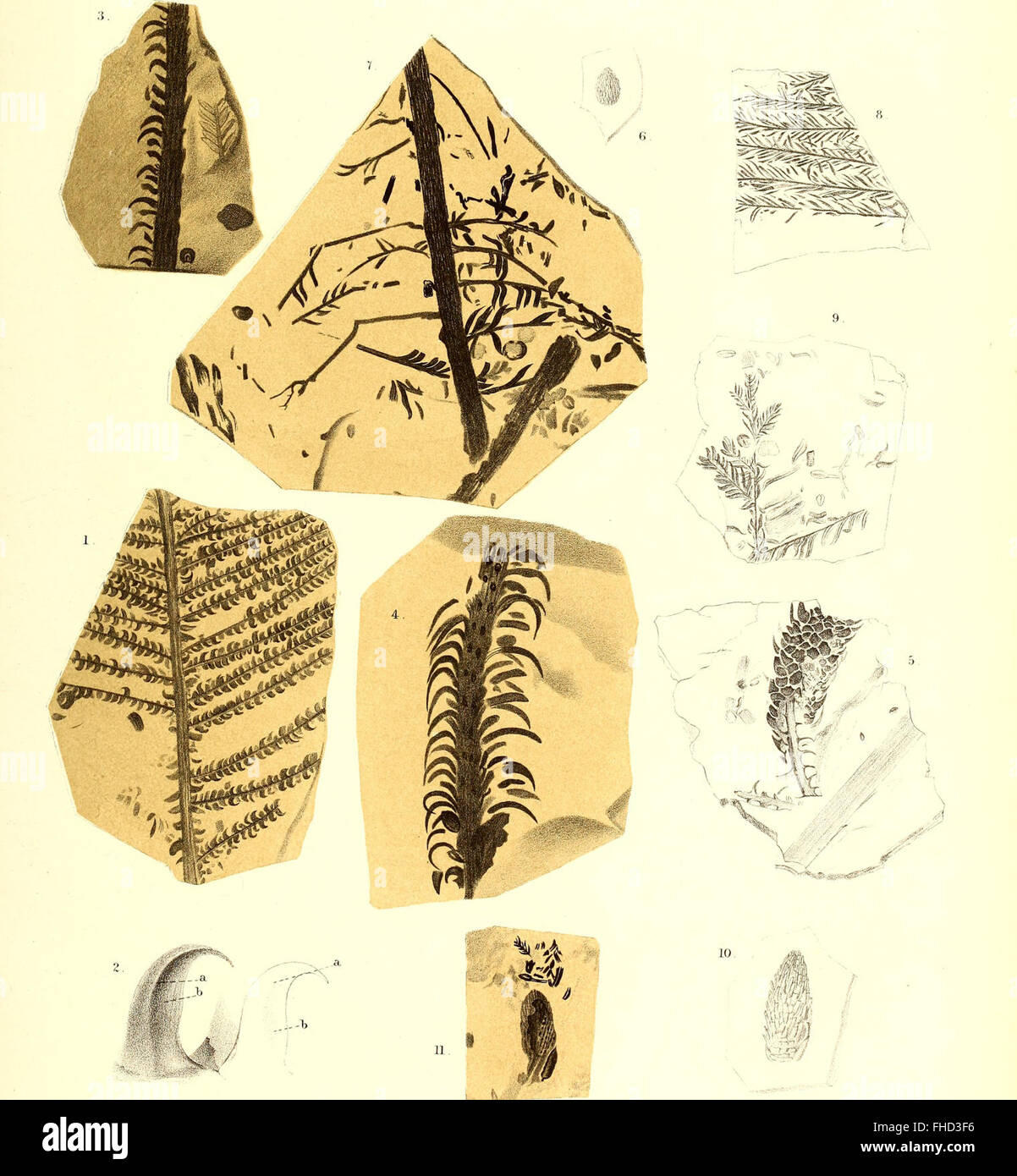A study on the fossilized flora of the Permian period, examining plant ...