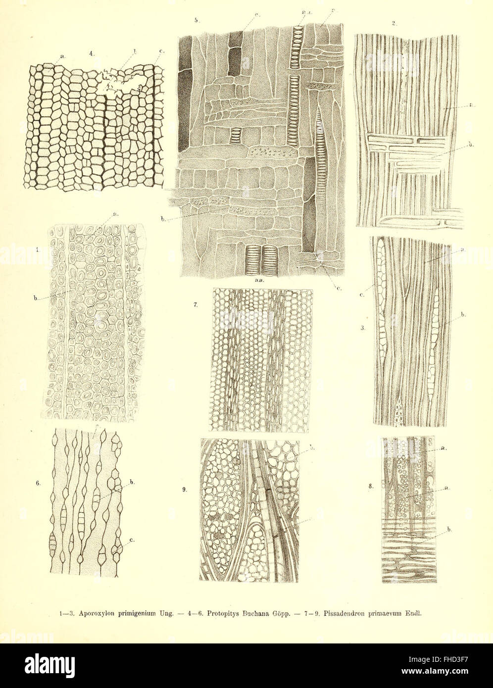 A 1864 work on the fossil flora of the Permian Formation, studying ...