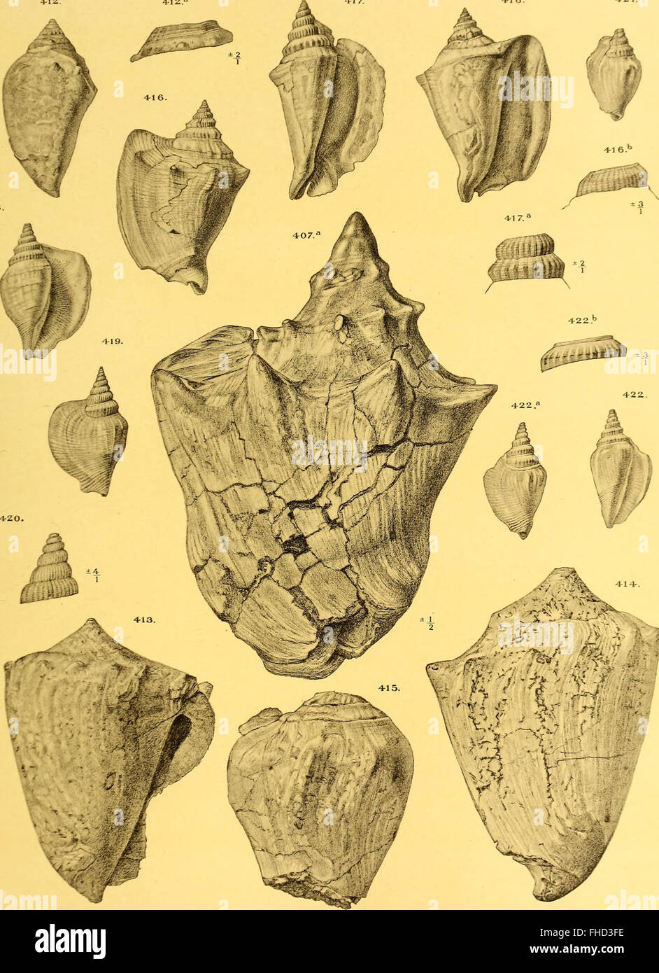 A 1891 work documenting fossil discoveries from Java, compiled by Dr. R ...