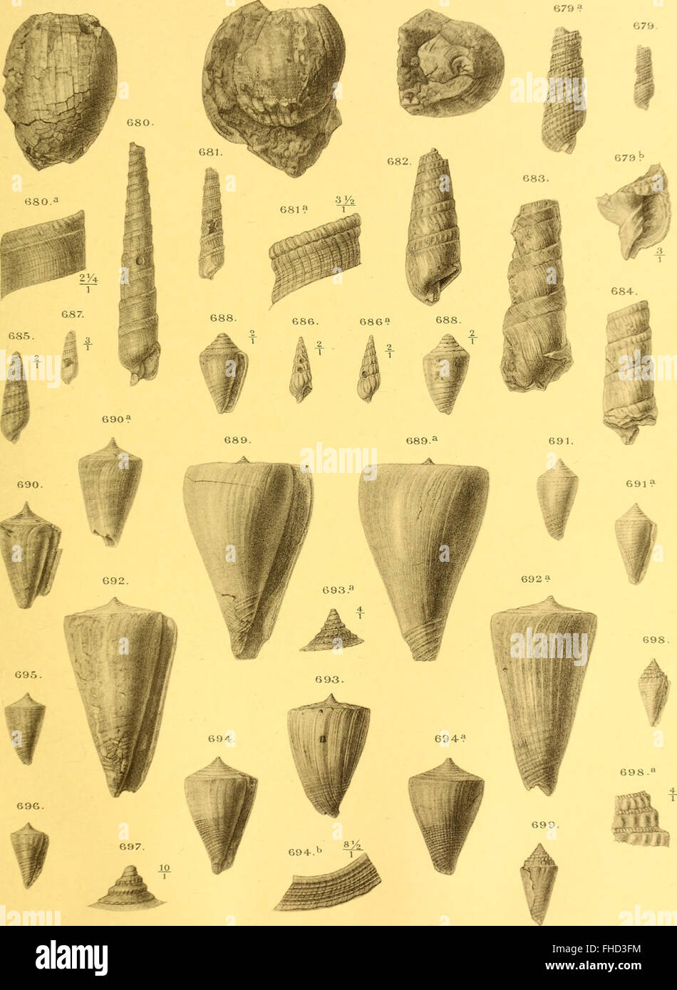 Study fossilized animals found hi-res stock photography and images - Alamy